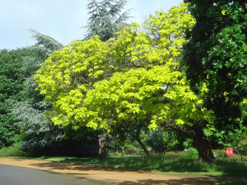 Indian Bean Tree – DULWICH PARK FRIENDS