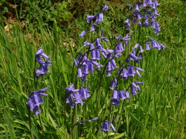 Native Bluebells – DULWICH PARK FRIENDS