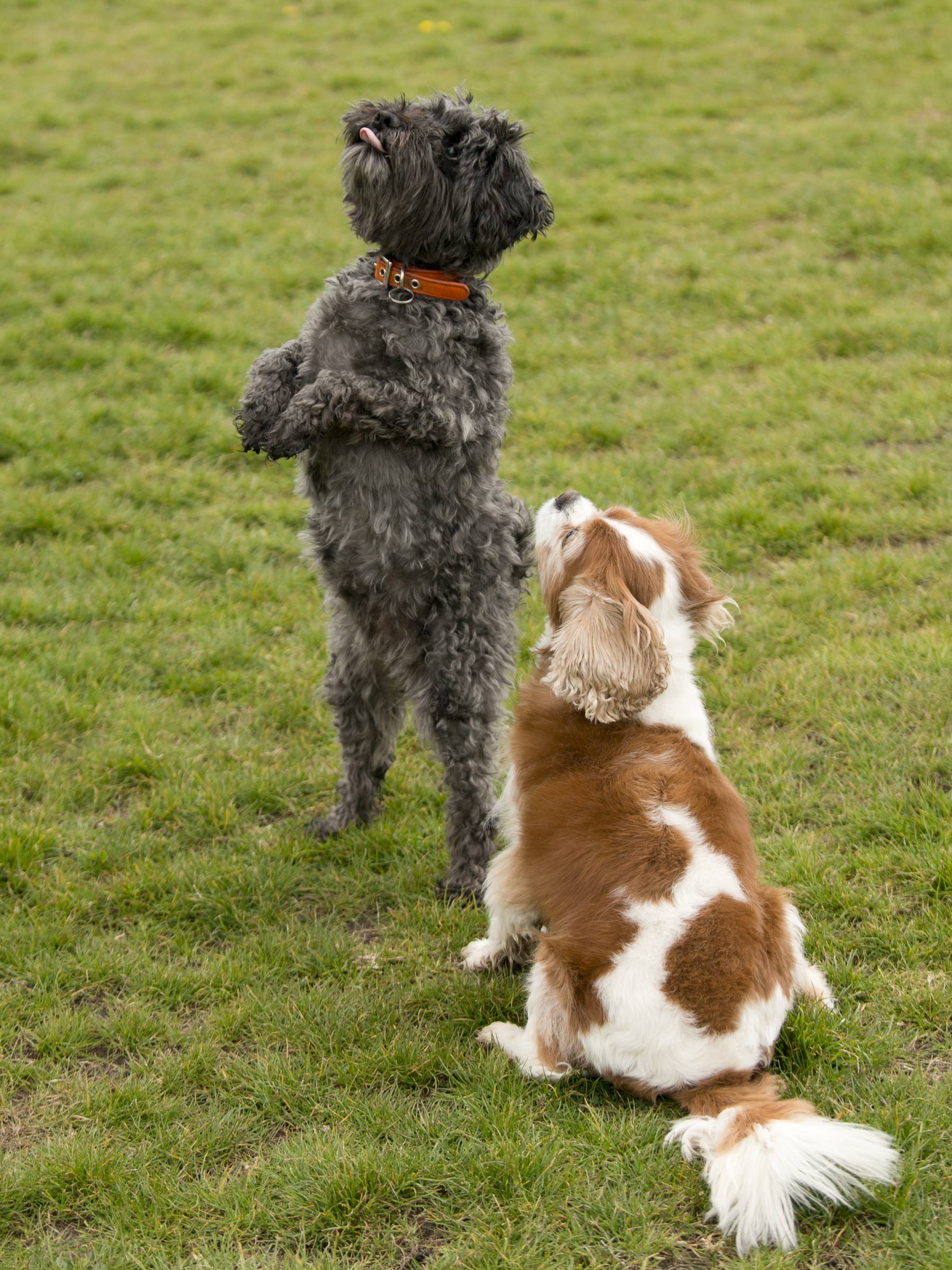 Fun dog show at The Giant Teddy Bears’ Picnic! – DULWICH PARK FRIENDS